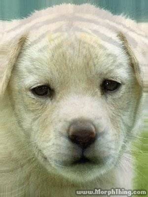 Puppy, Tiger, Lion, Puppy (Morphed) - MorphThing.com
